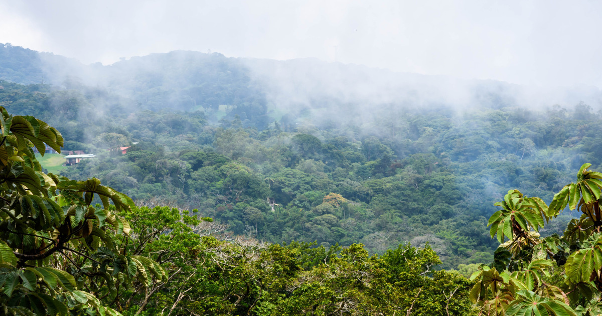 What is a tropical cloud forest after all?